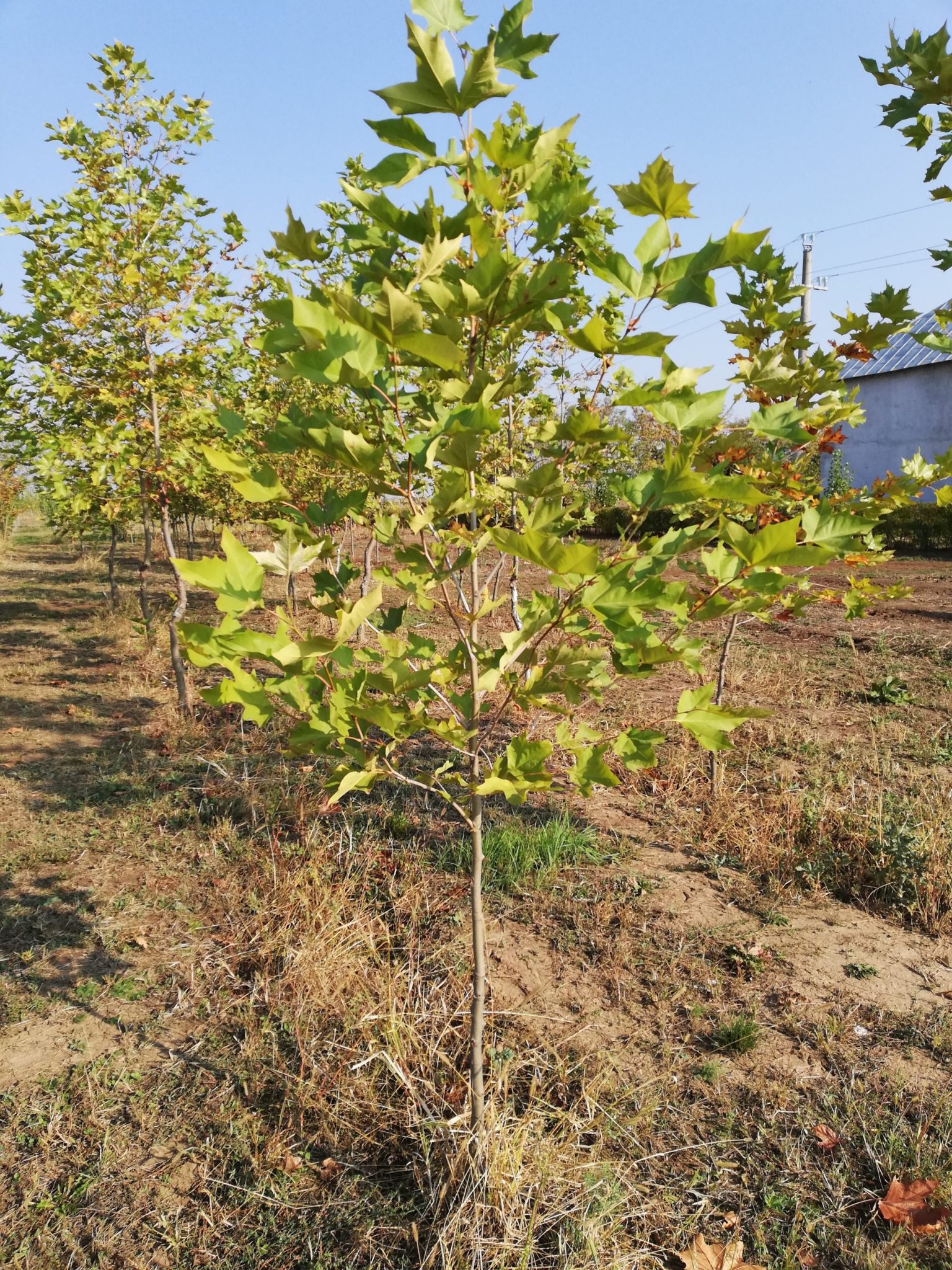 Platan | Pepiniera Calugareni octombrie 2025